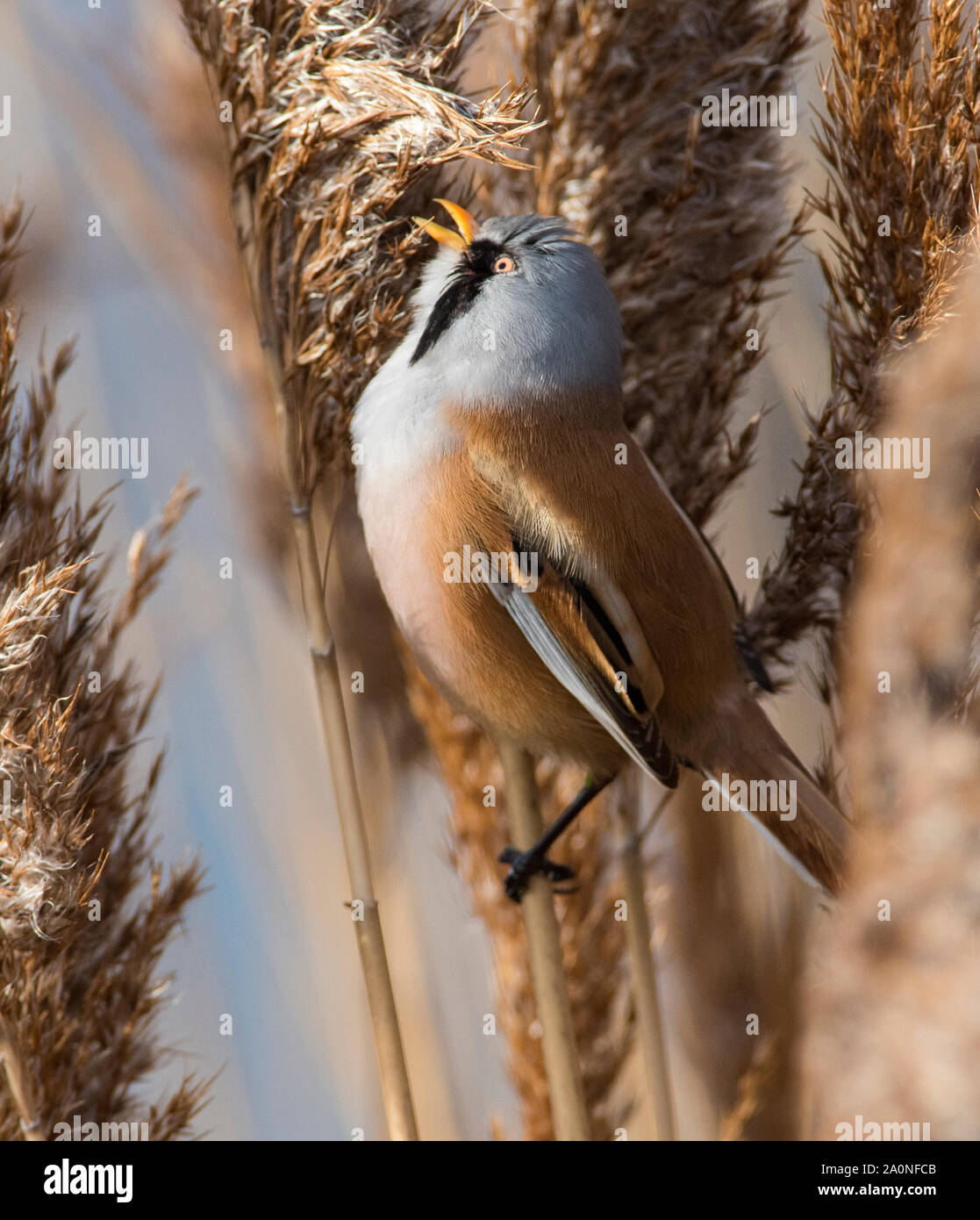 Male Bearded Tit/Bearded Reedling (Panurus biarmicus) in a reedbed in ...