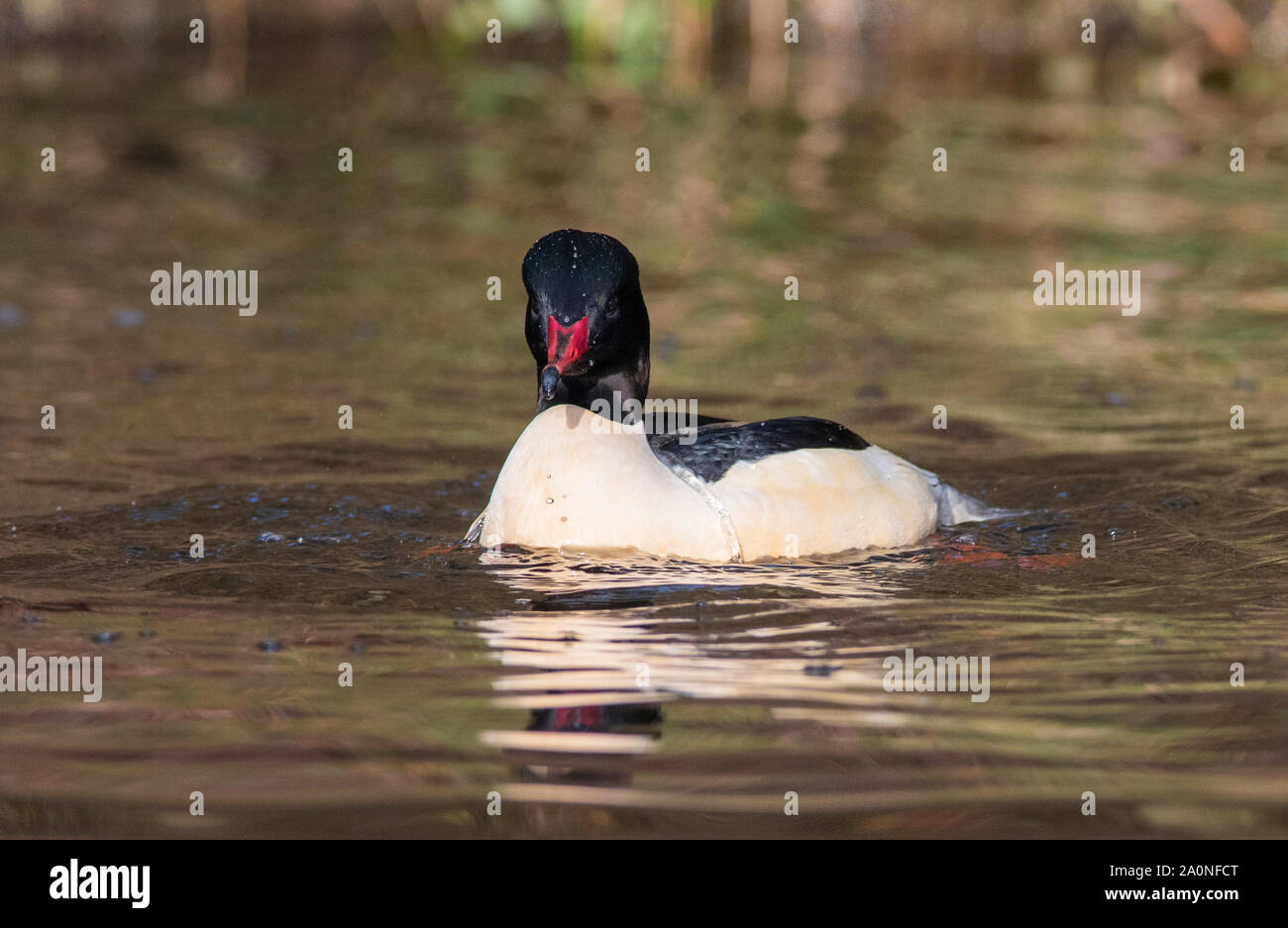Drake Goosander (Mergus merganser) on a pond with sunny reflections ...