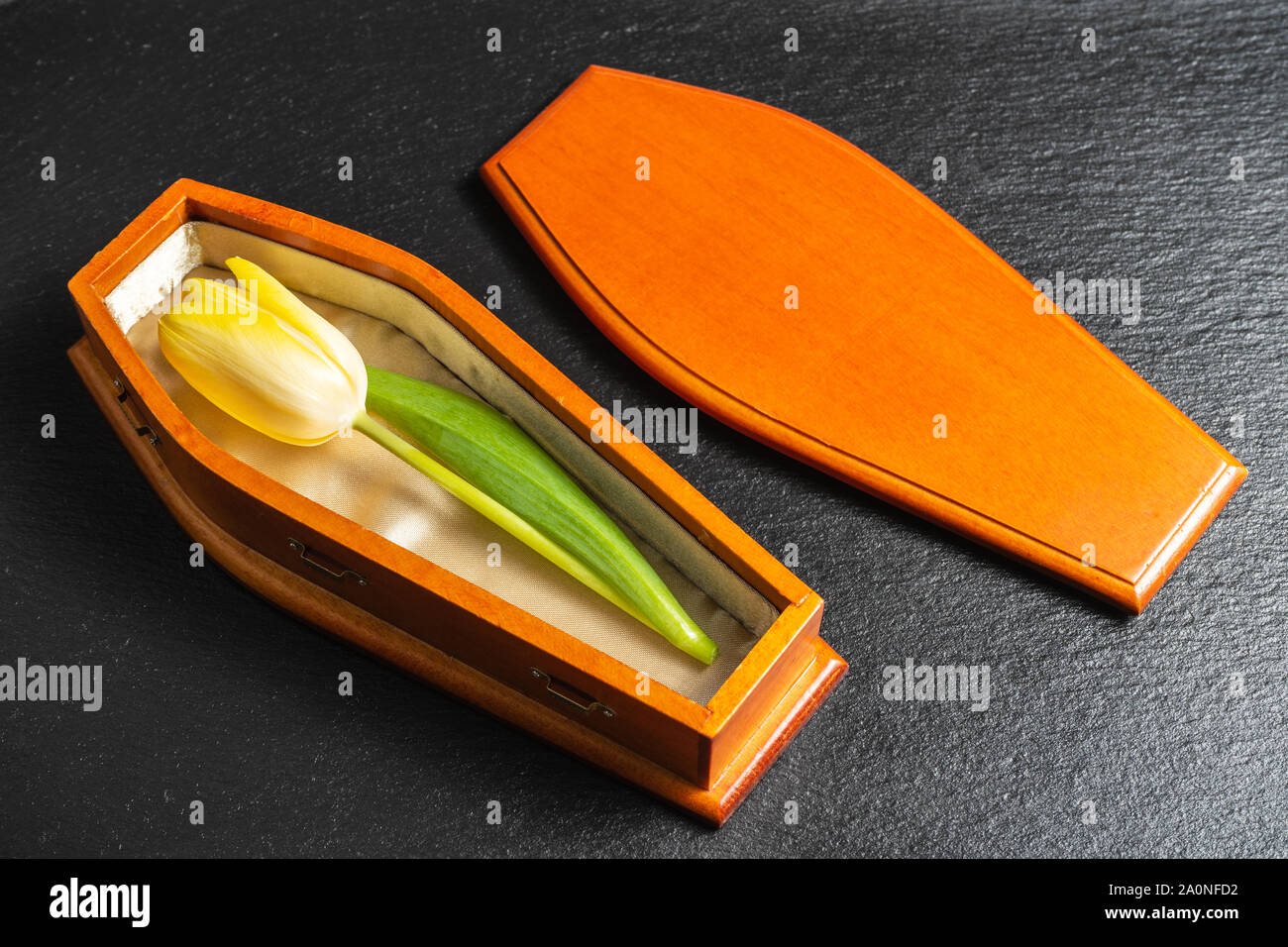 Yellow tulip in a coffin. All beauty must die concept Stock Photo - Alamy