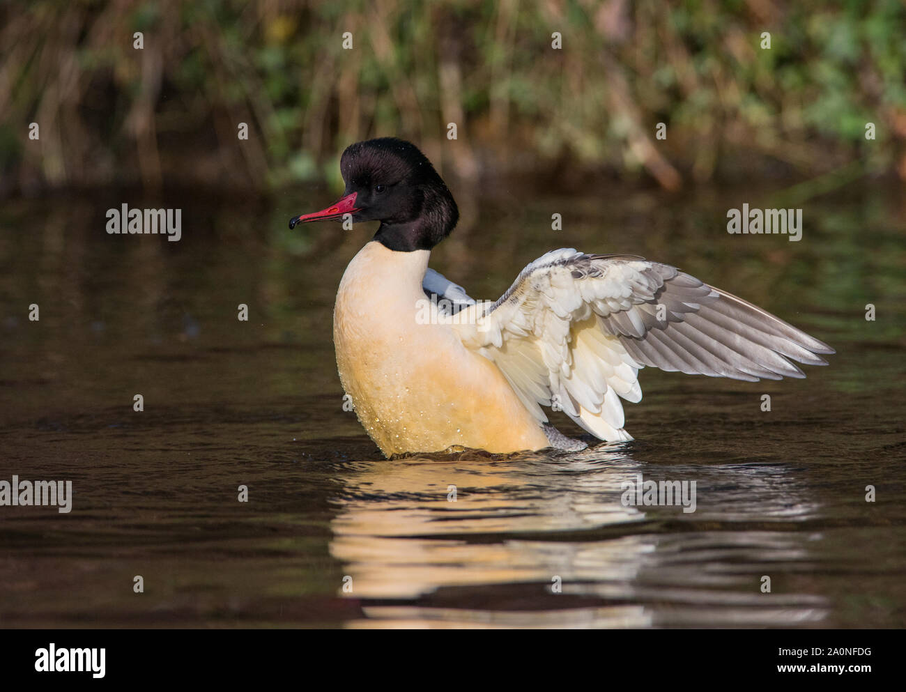 Drake Goosander (Mergus merganser) on a pond with sunny reflections ...