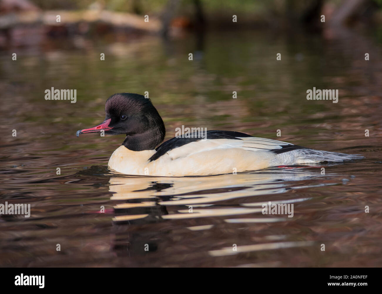 Drake Goosander (Mergus merganser) on a pond with sunny reflections ...