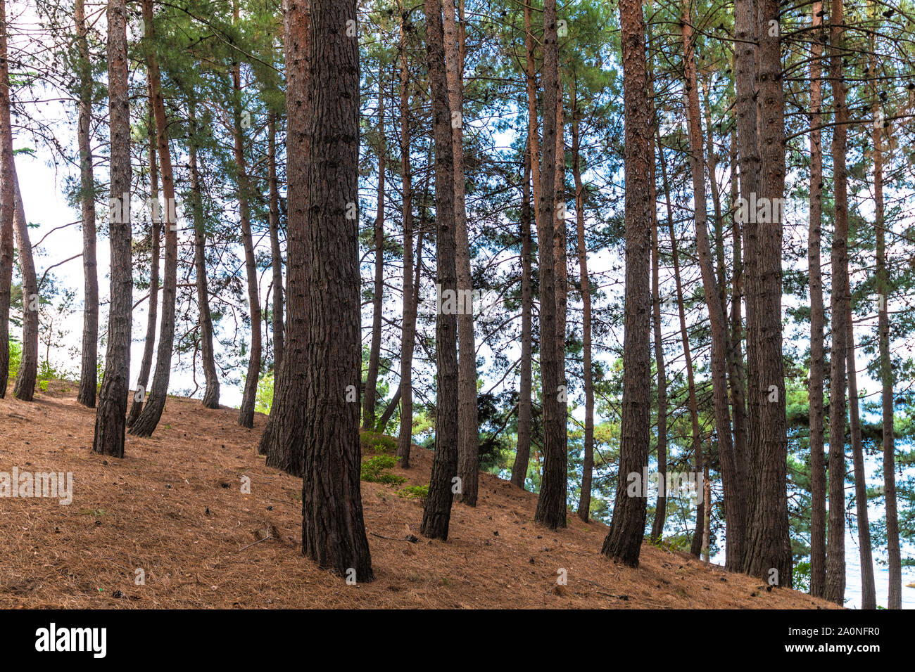 Pine tree slope hi-res stock photography and images - Alamy