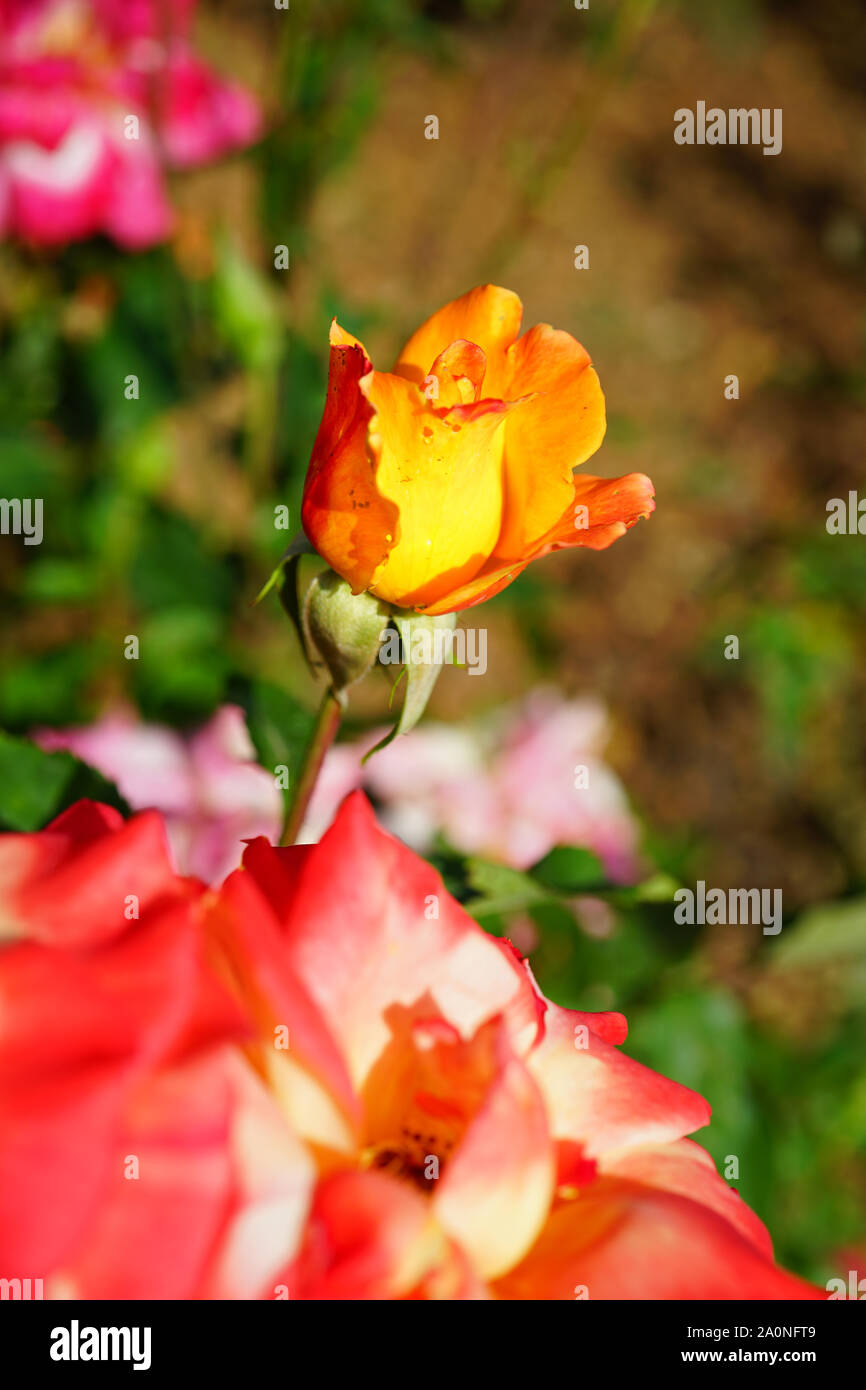 Rio samba hi-res stock photography and images - Alamy