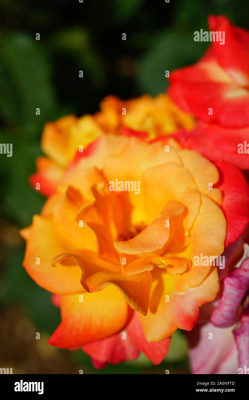 View of a pink and orange Rio Samba rose plant in the garden Stock ...