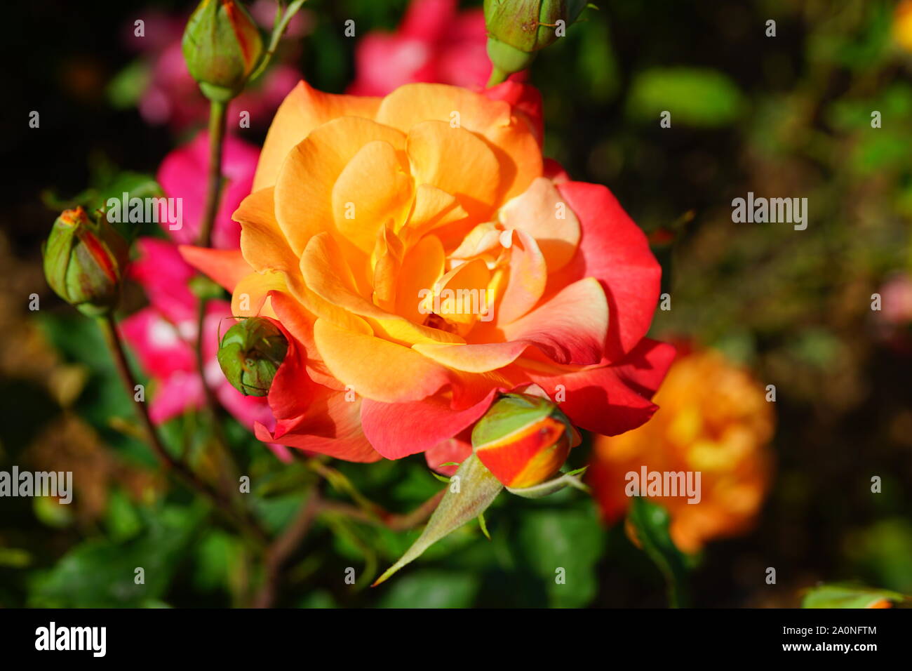 View of a pink and orange Rio Samba rose plant in the garden Stock ...