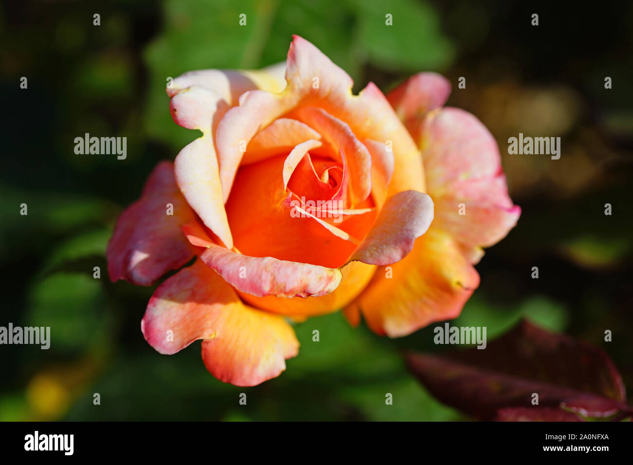 View of a pink and orange Rio Samba rose plant in the garden Stock ...