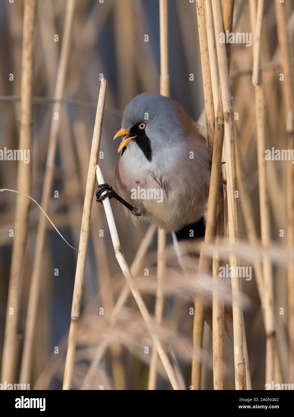 Male Bearded Tit/Bearded Reedling (Panurus biarmicus) in a reedbed in ...