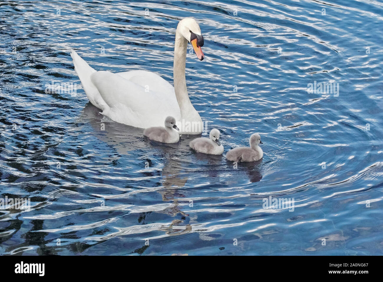 Royal swan hi-res stock photography and images - Alamy