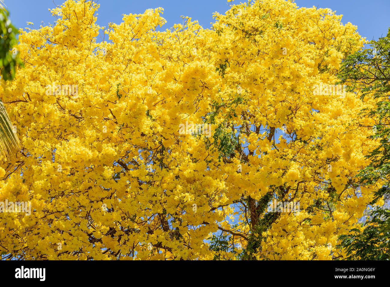 Saint Vincent and the Grenadines, Blue Lagoon, Caribbean Trumpet Tree ...