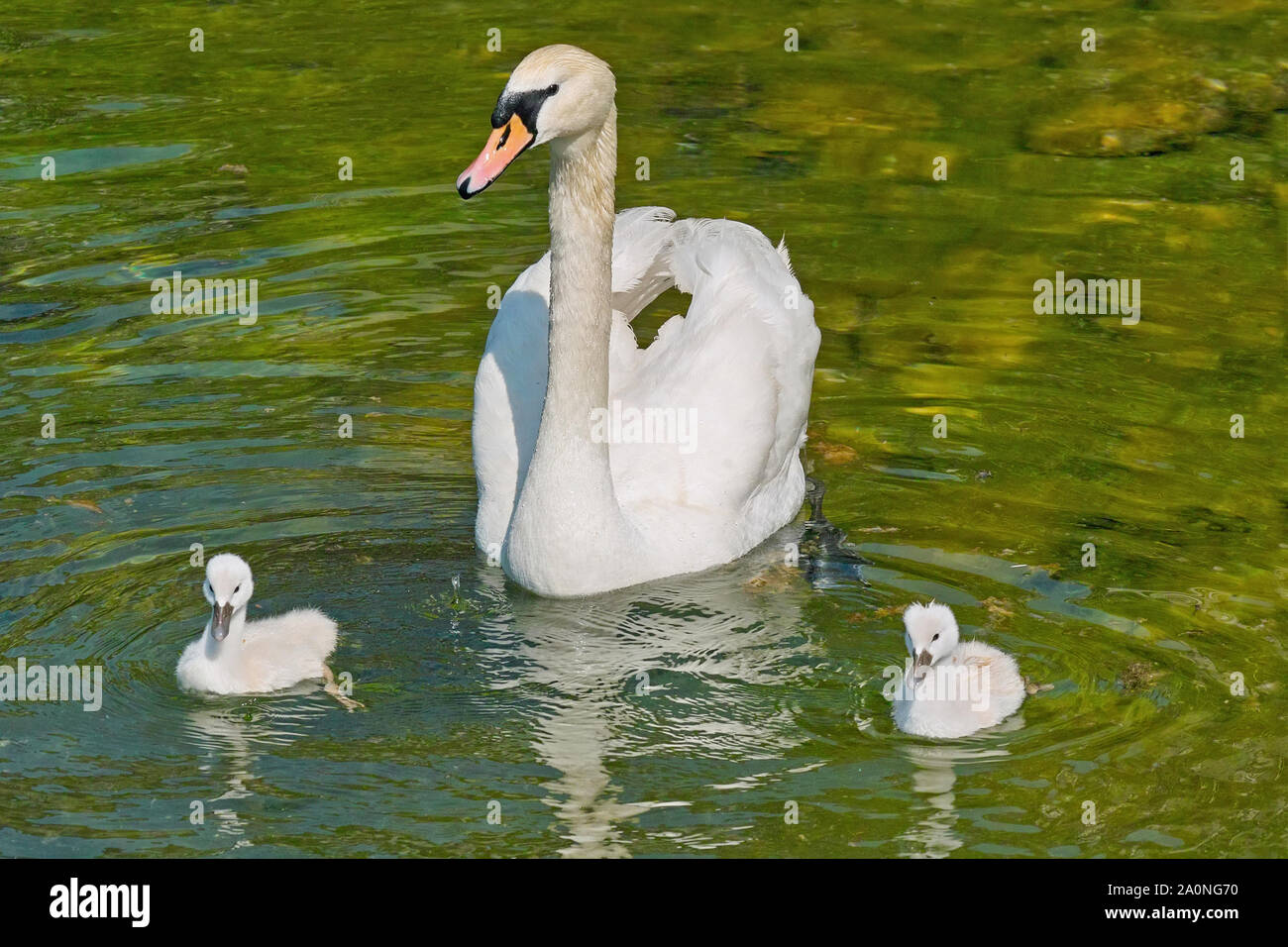 royal swan attends her young in water Stock Photo - Alamy