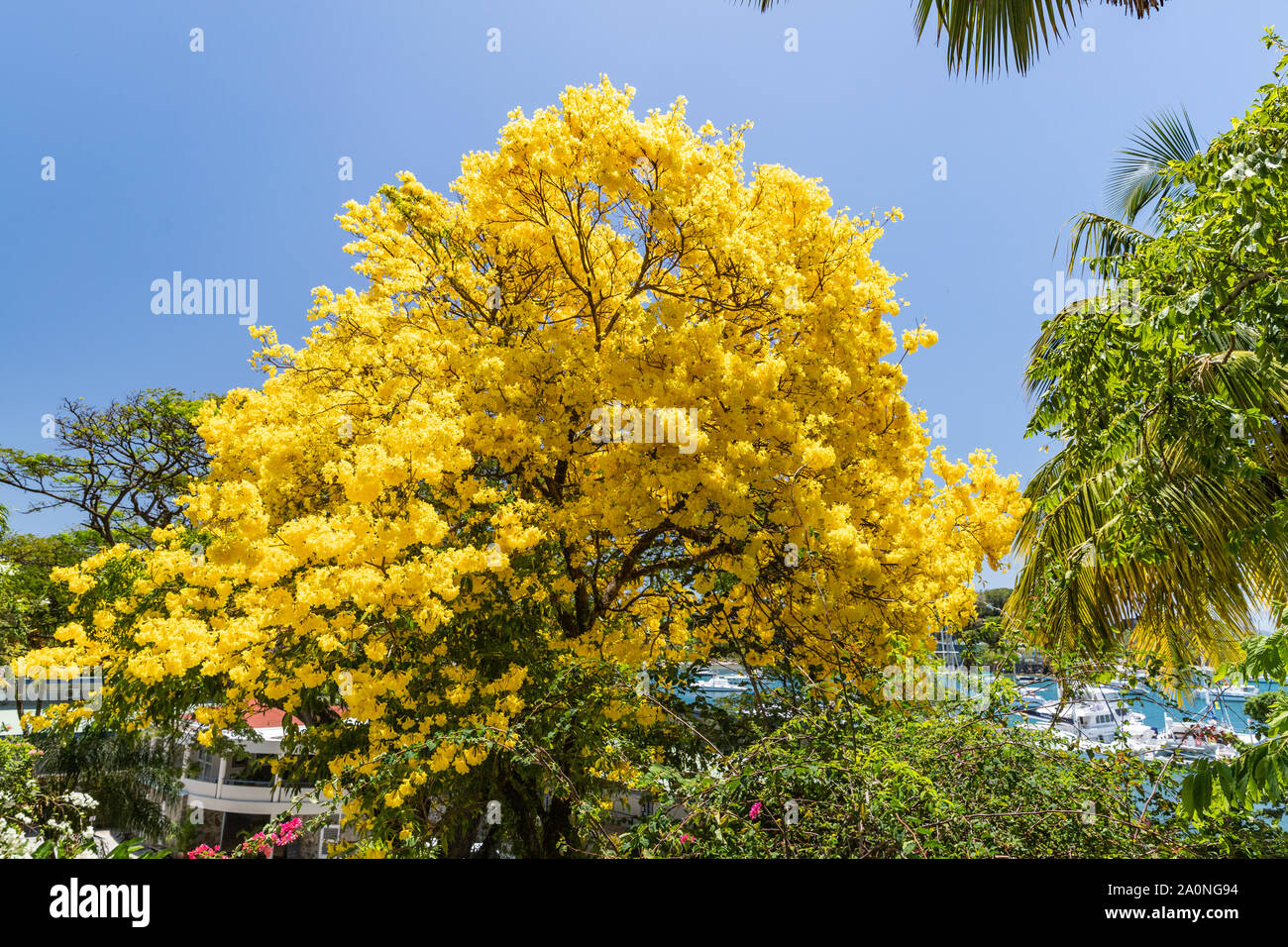 Saint Vincent and the Grenadines, Blue Lagoon, Caribbean Trumpet Tree ...