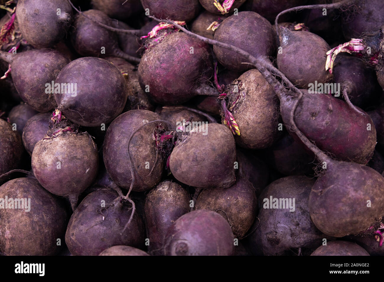 Pile of homegrown or farmgrown beets, may be used for background or ...
