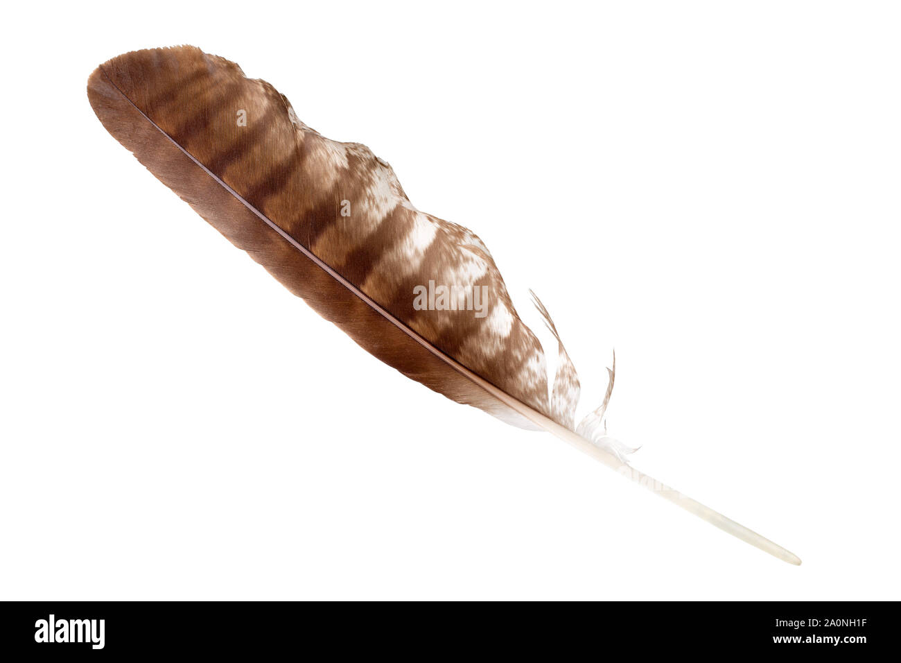 Brown striped bird feather on white background isolated close up ...