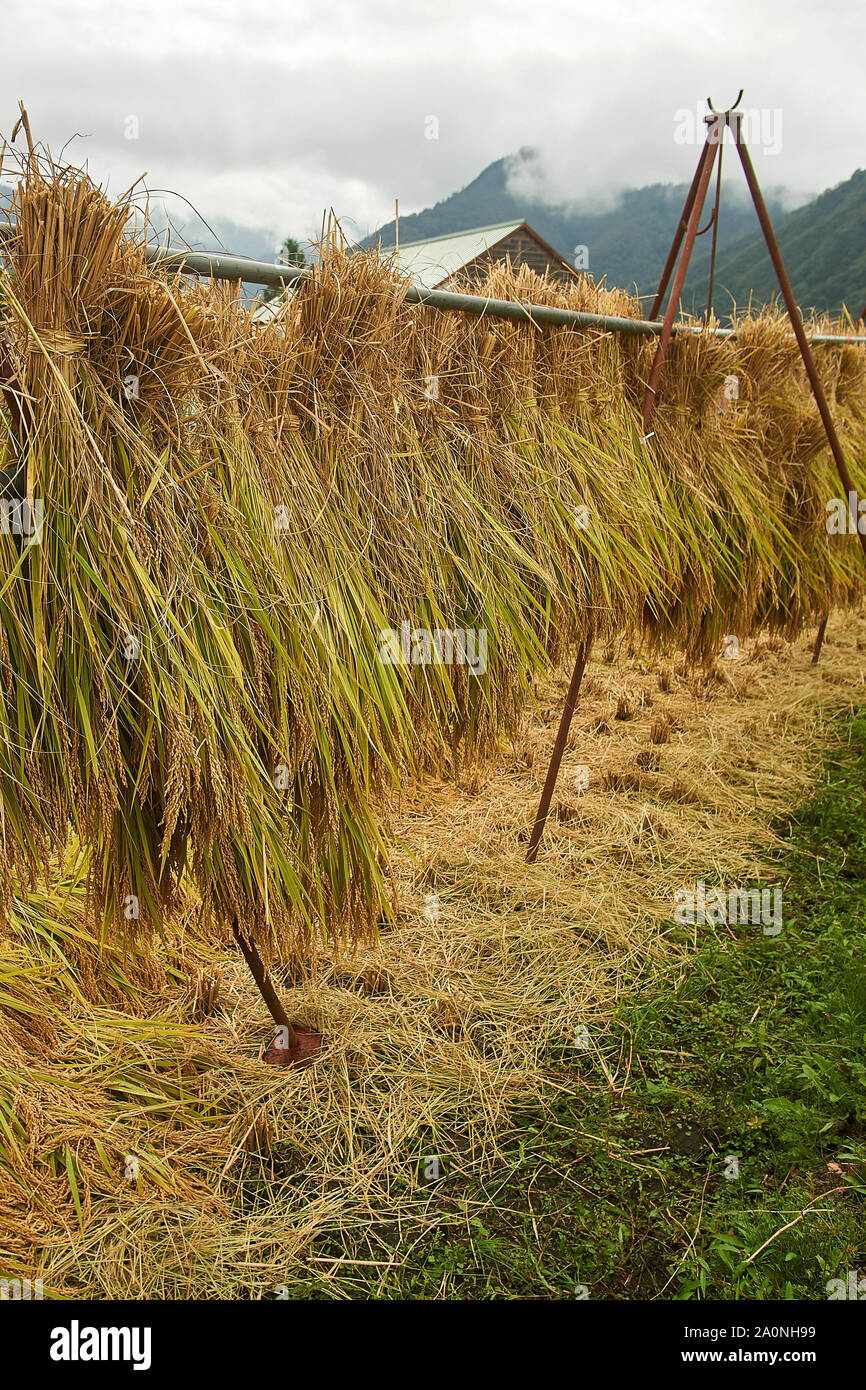 Koshihikari rice (Asian rice - Oryza sativa) dries, hanging from metal ...