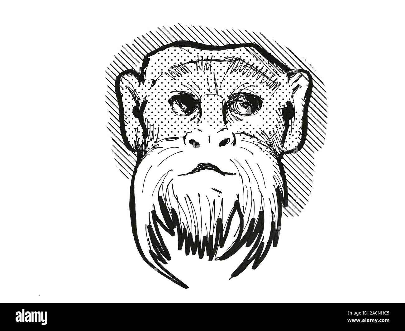 Retro cartoon style drawing head of an Emperor Tamarin , a monkey ...