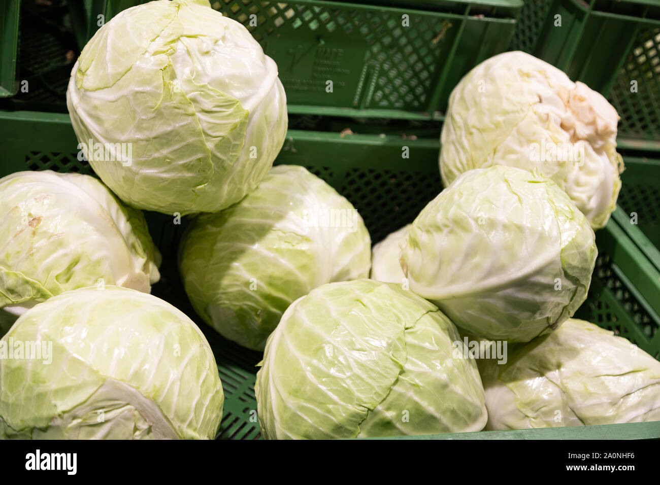 Close-up of heads of white cabbage in green plastic boxes in ...