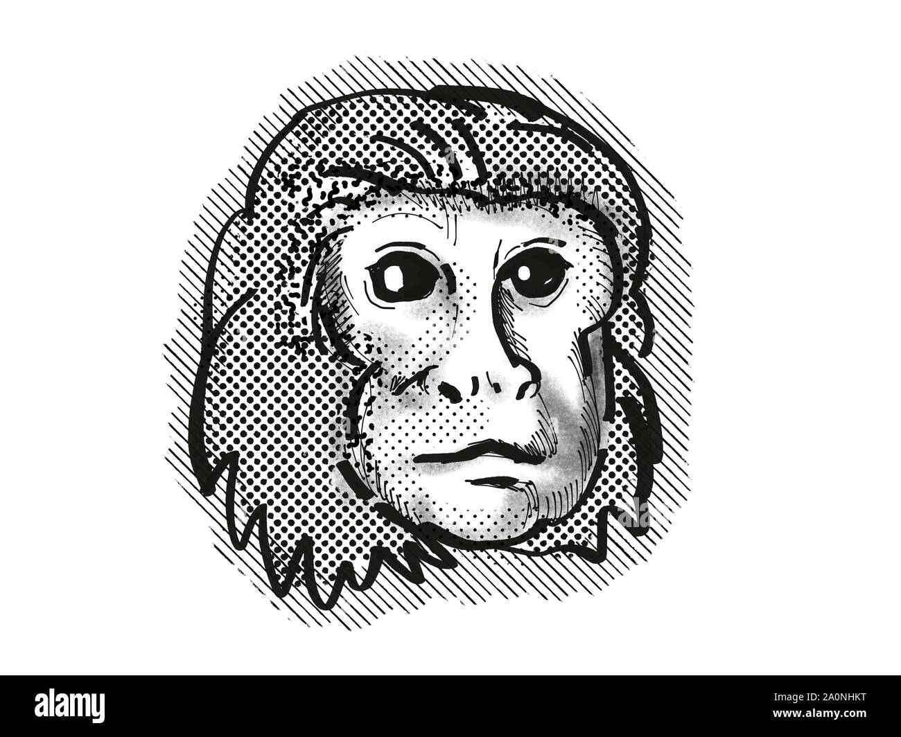 Retro cartoon style drawing head of a Golden Lion Tamarin , a monkey ...