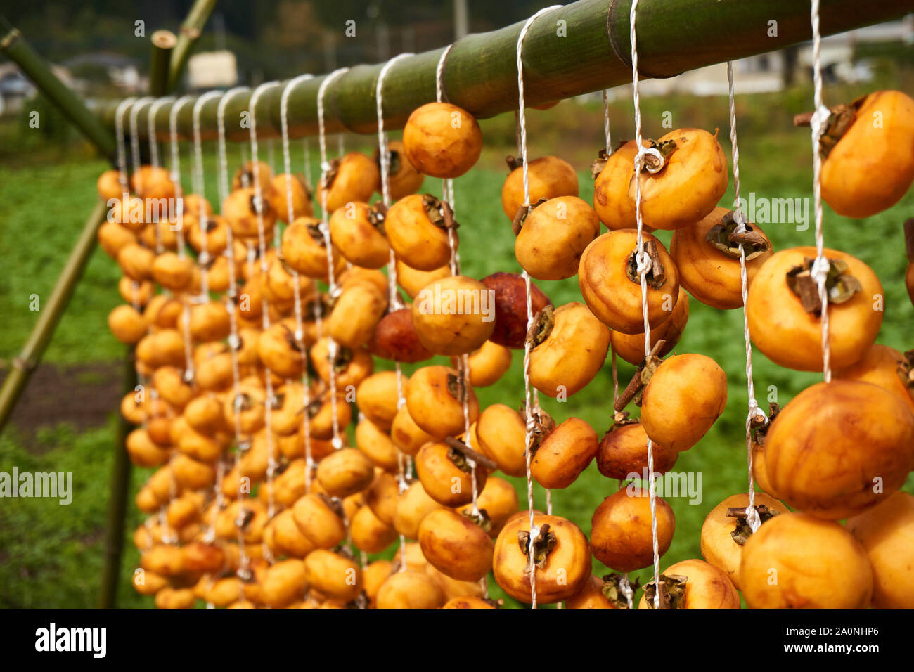 Hoshigaki (dried persimmons - Diospyros kaki) hang on ropes on an ...