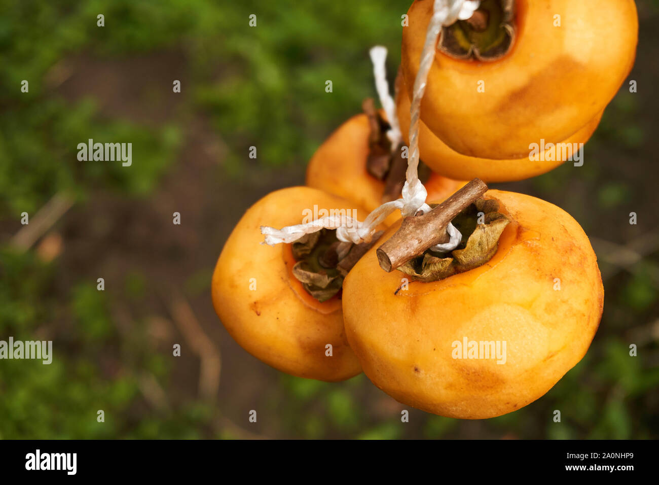 Hoshigaki (dried persimmons - Diospyros kaki) hang on ropes on an ...