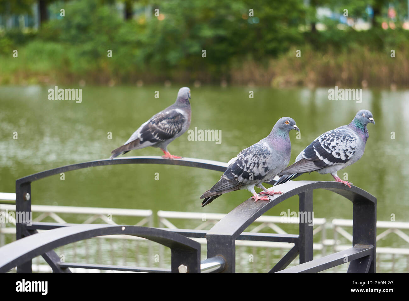 Japanese doves hi-res stock photography and images - Alamy