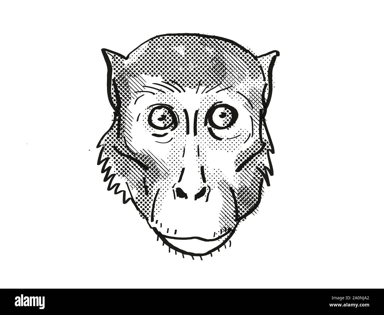 Retro cartoon style drawing head of a Rhesus Macaque , a monkey species ...