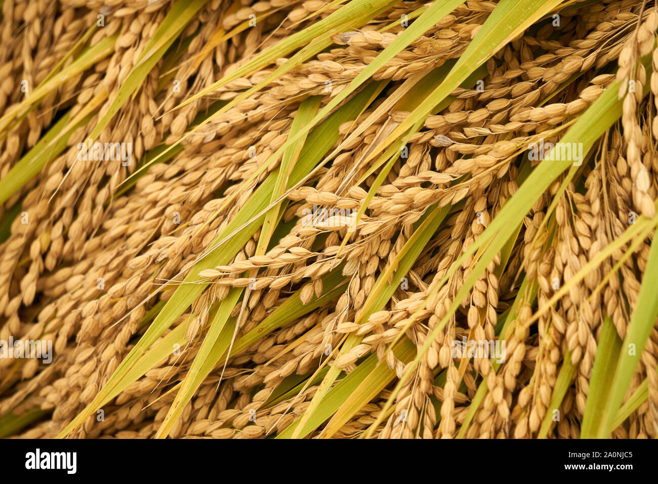 Panicle rice plant hi-res stock photography and images - Alamy