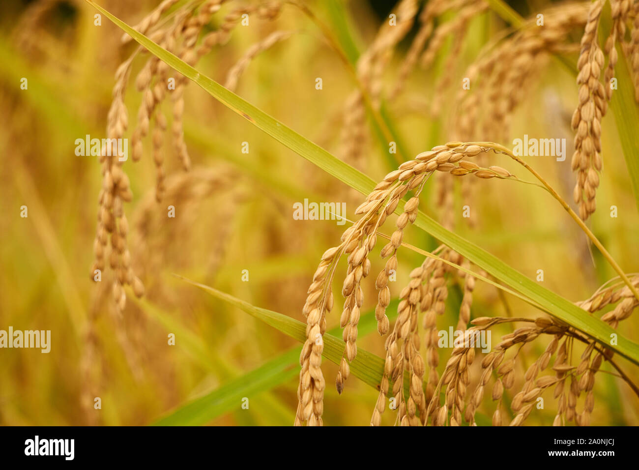 Drying koshihikari rice grains on yellowing rice stalks in the autumn ...