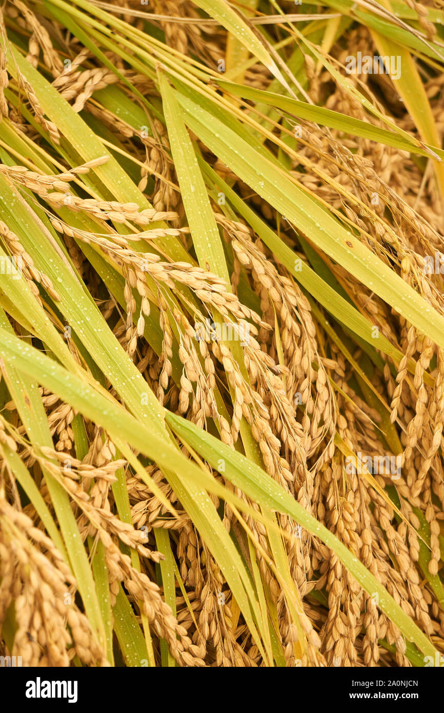 Closeup of Koshihikari rice (Asian rice - Oryza sativa) as it dries ...