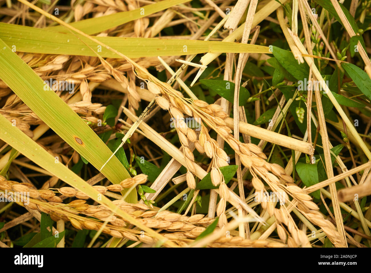 Panicle rice plant hi-res stock photography and images - Alamy