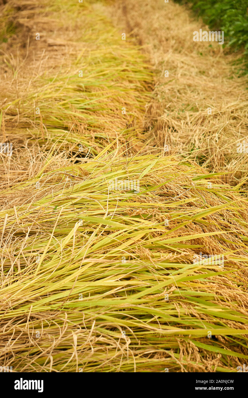 Koshihikari rice (Asian rice - Oryza sativa) dries on the ground ...