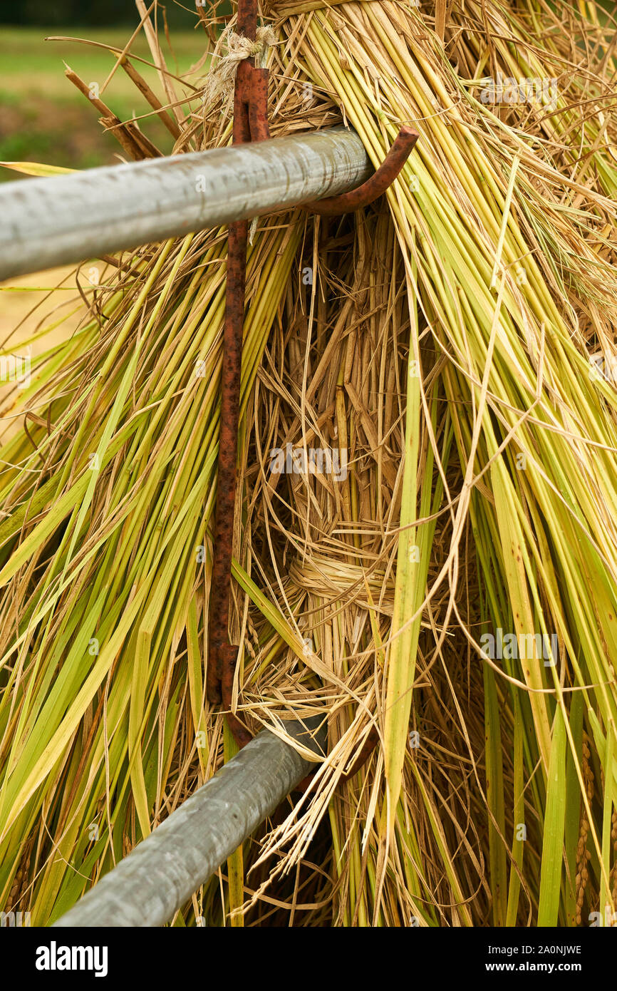 Koshihikari rice (Asian rice - Oryza sativa) dries, hanging from metal ...