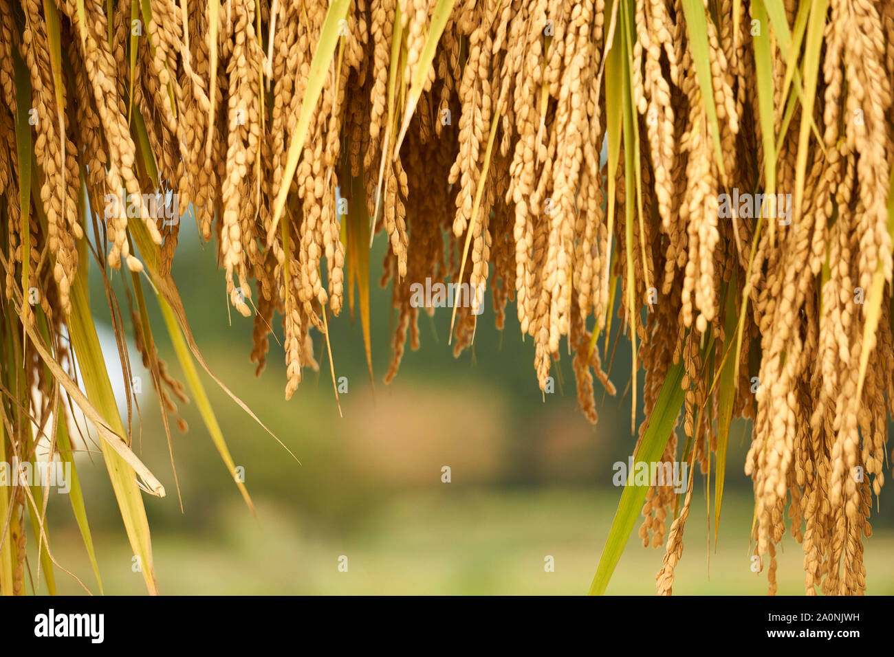 Koshihikari rice (Asian rice - Oryza sativa) dries shortly after being ...