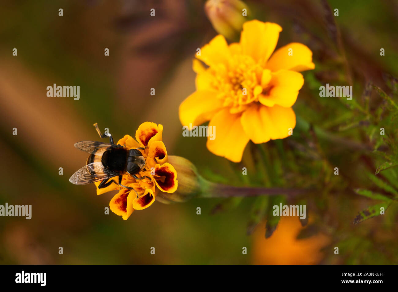 Phytomia zonata hi-res stock photography and images - Alamy