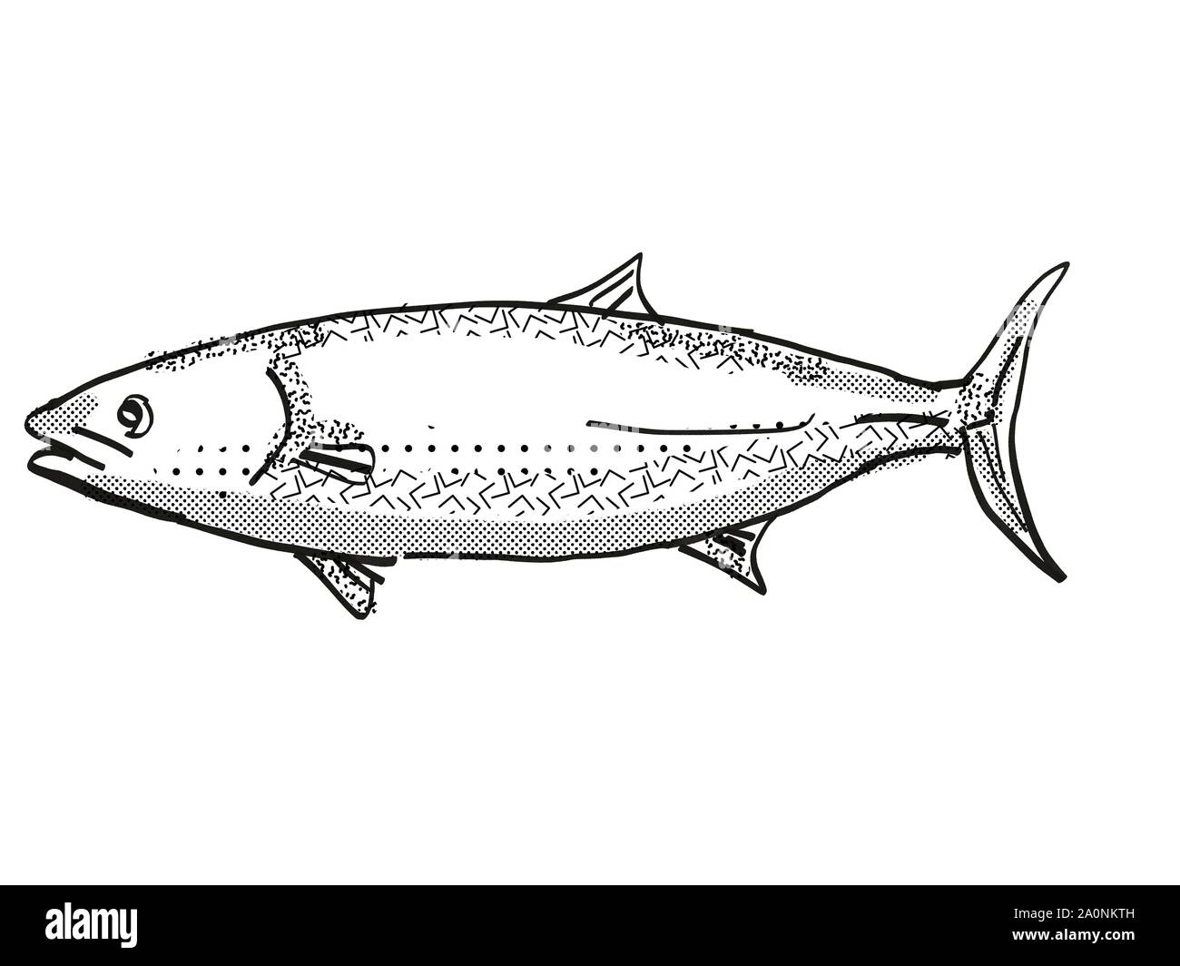 Retro cartoon style drawing of a kingfish, a native New Zealand marine ...