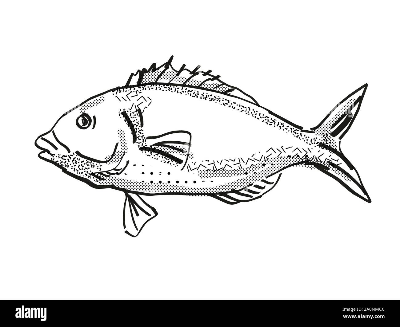 Retro cartoon style drawing of a tarakihi, a native New Zealand marine ...