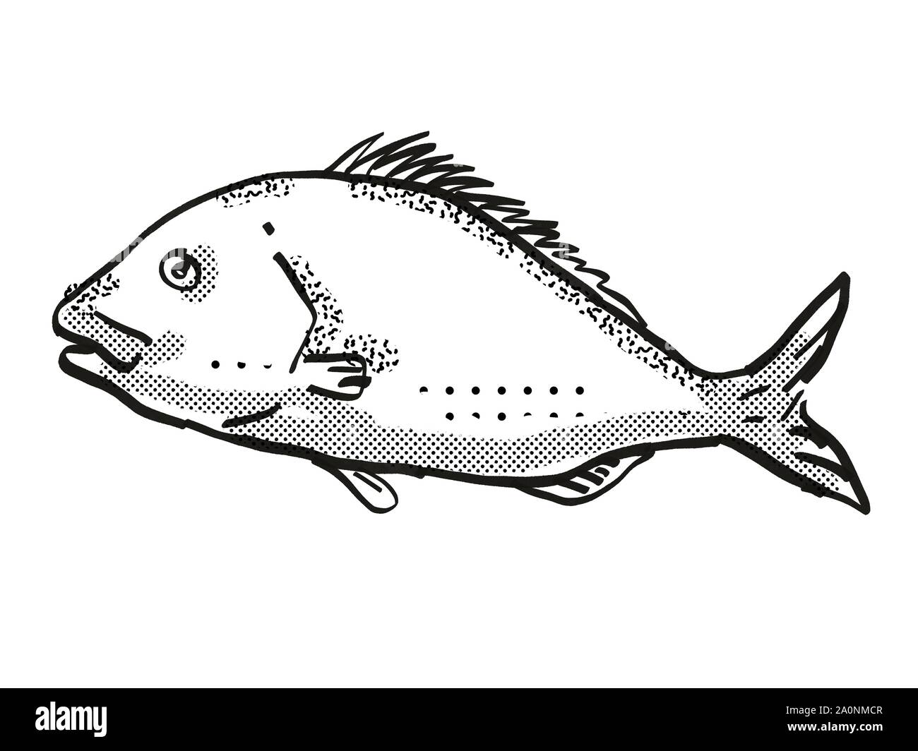 Retro cartoon style drawing of a snapper fish, a native New Zealand ...