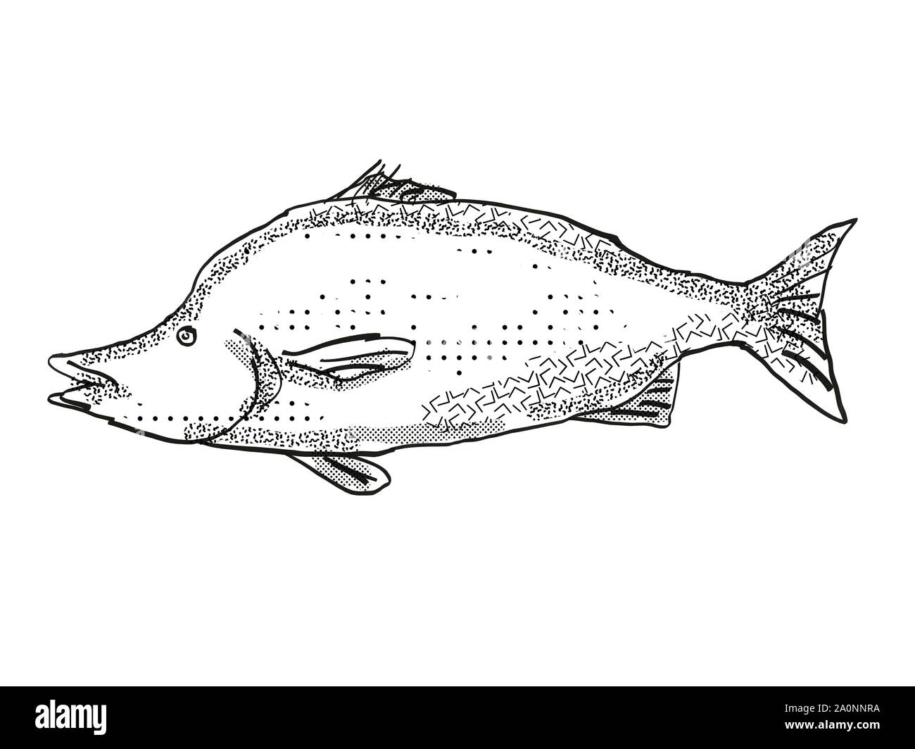 Retro cartoon style drawing of a giant boarfish, a native New Zealand ...