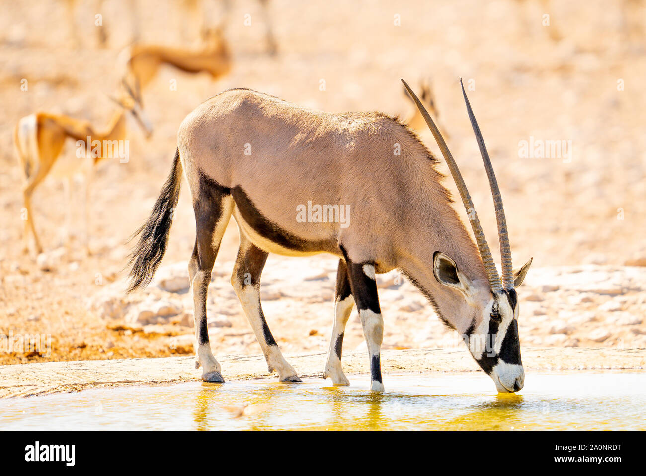 Namibia lanscapes and animals Stock Photo - Alamy