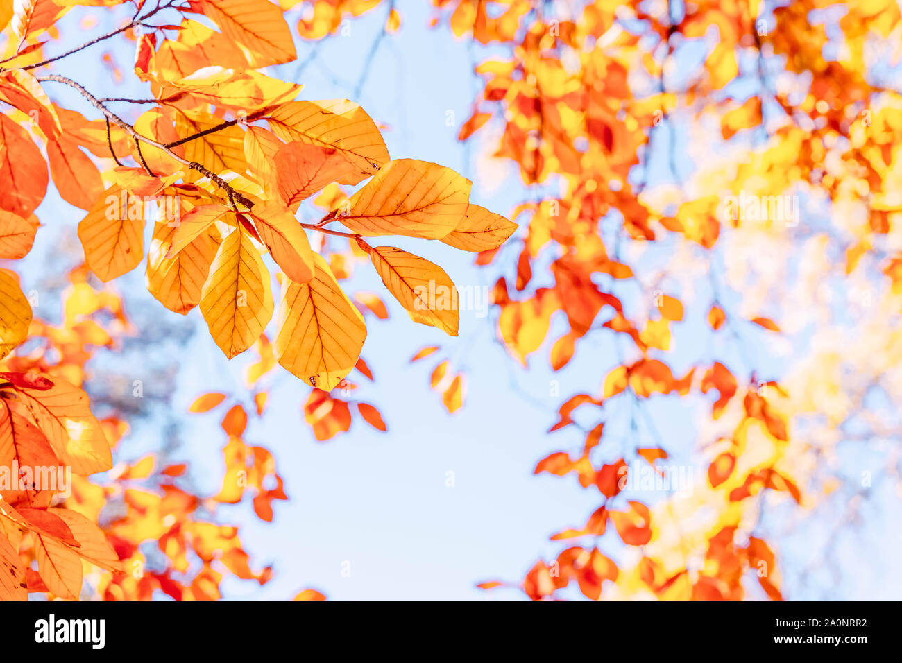 fall yellow leaves on the sunny pale sky background, fall natural ...