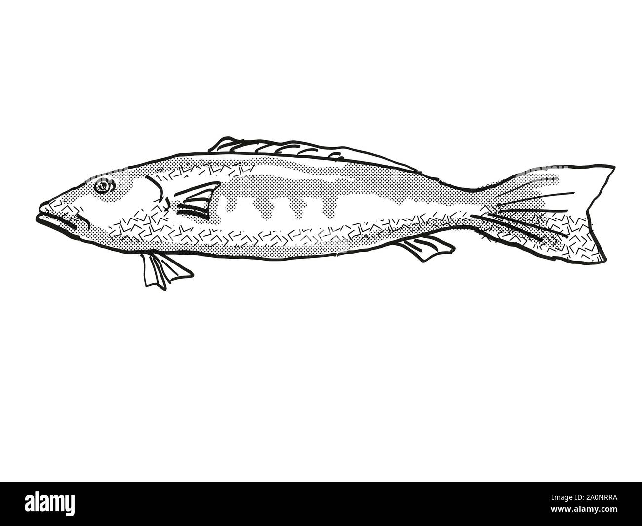 Retro cartoon style drawing of a blue cod , a native New Zealand marine ...