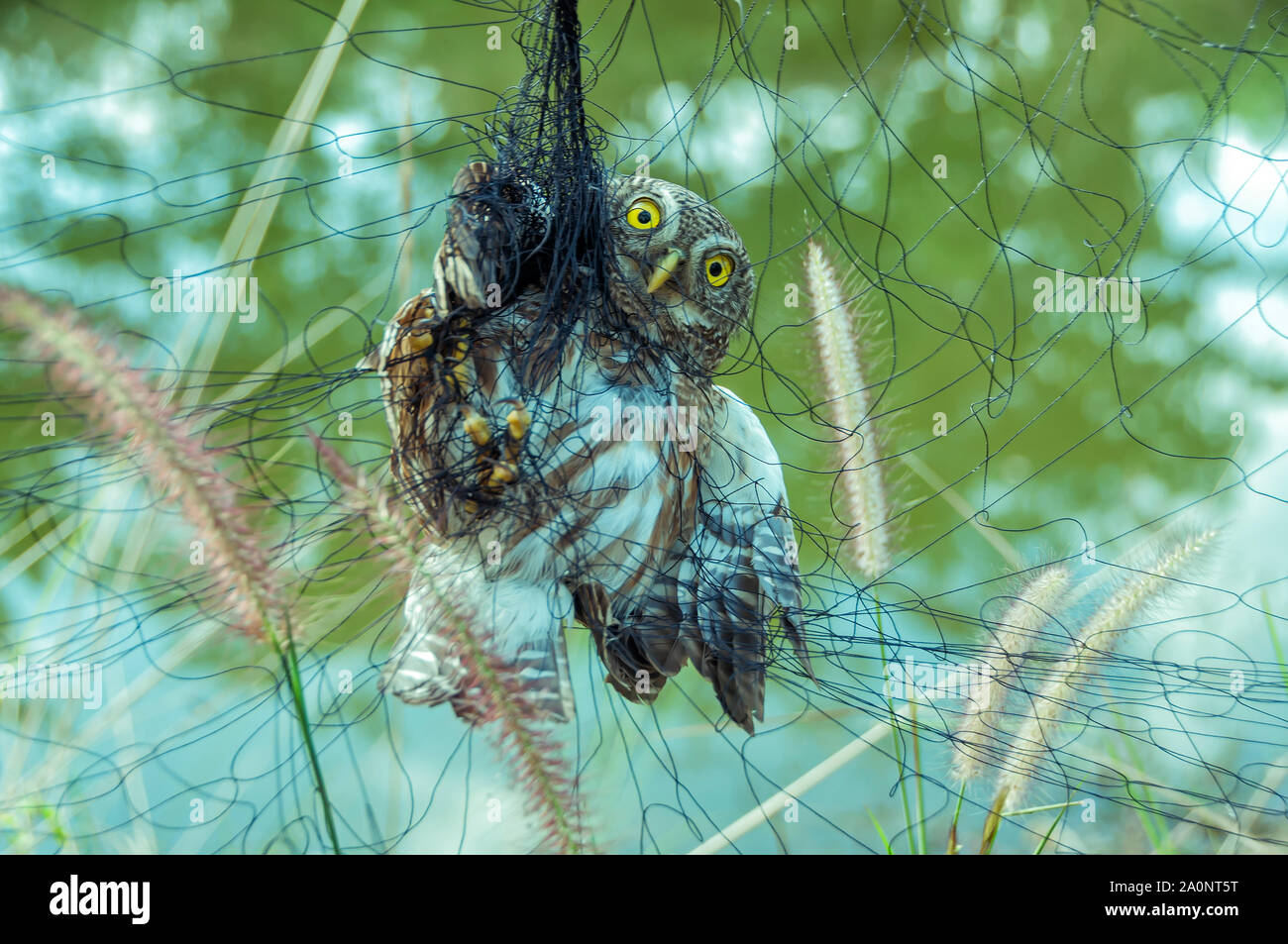 Trapped bird hunt hi-res stock photography and images - Alamy