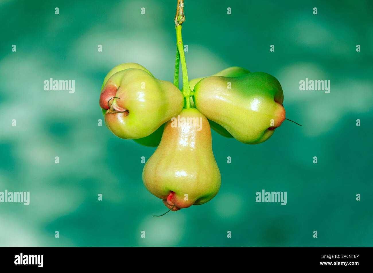 Chomphu hi-res stock photography and images - Alamy