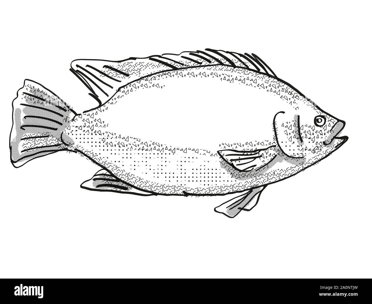 Retro cartoon style drawing of a Tilapia, a mainly freshwater fish ...