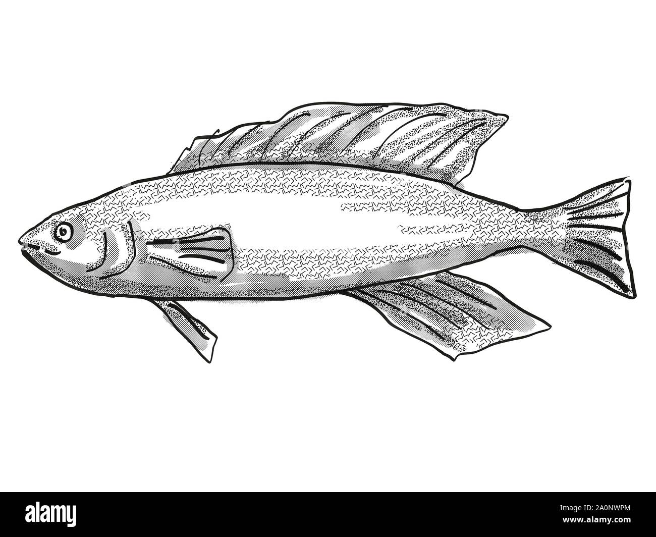 Retro cartoon style drawing of a Butterfish or Odax Pullus , a native ...