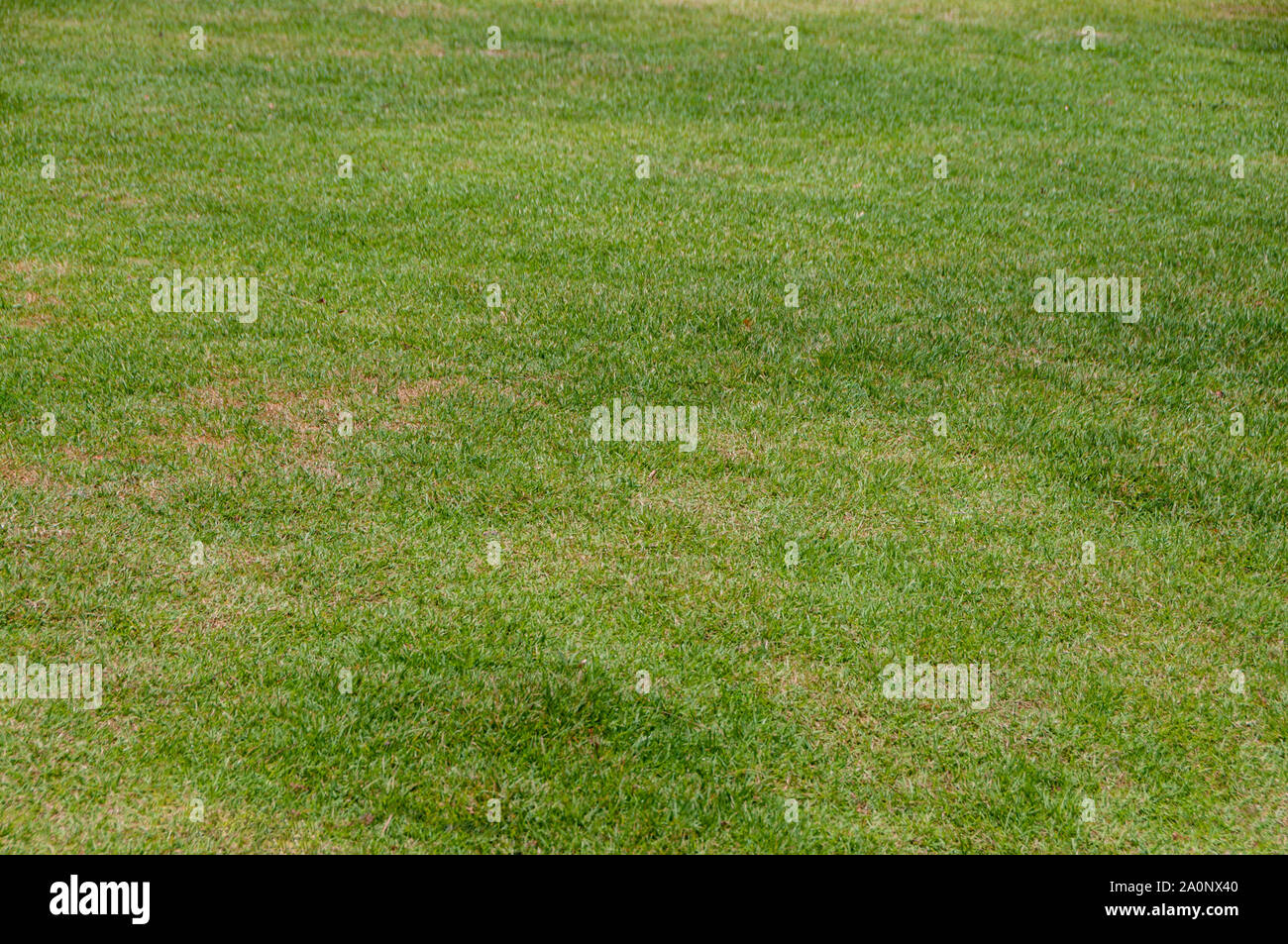 Green grass texture background, Green lawn, Backyard for background ...