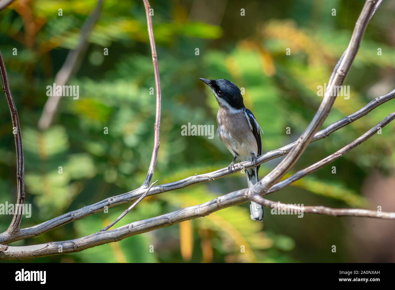 Asian flycatcher bird Stock Photo - Alamy