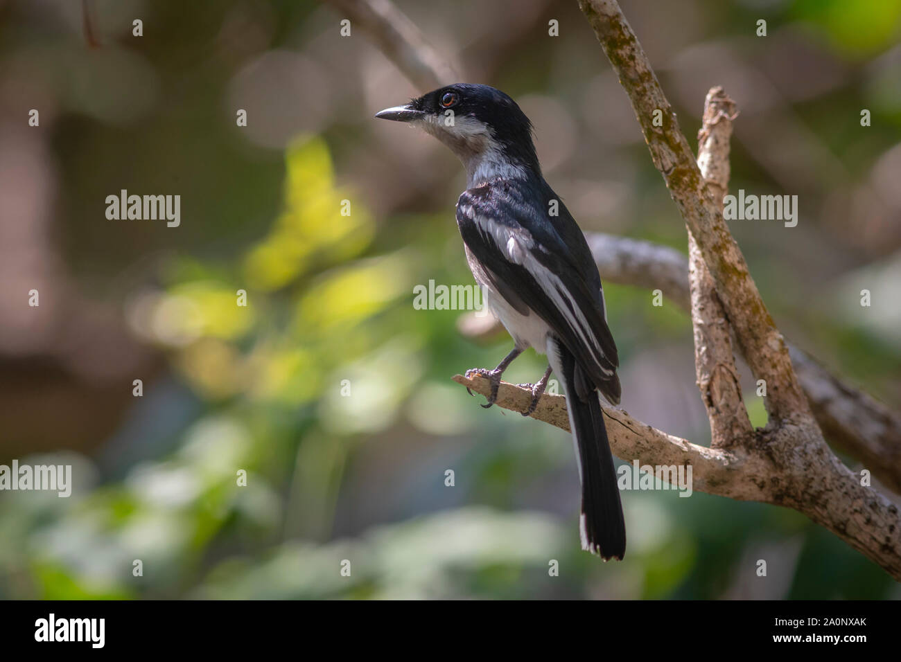 Asian flycatcher bird Stock Photo - Alamy