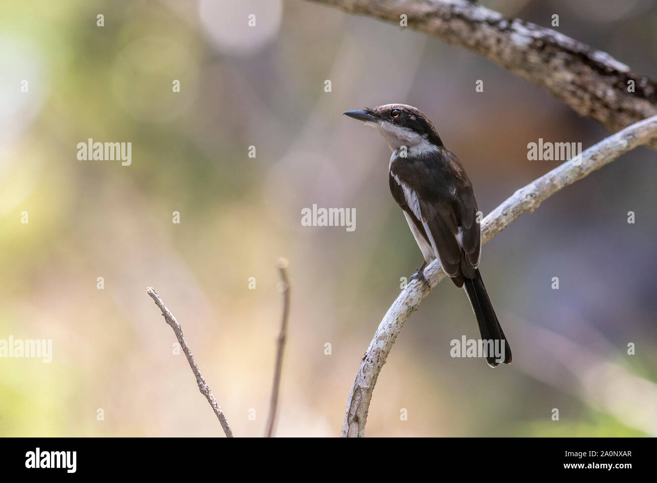 Asian flycatcher bird Stock Photo - Alamy