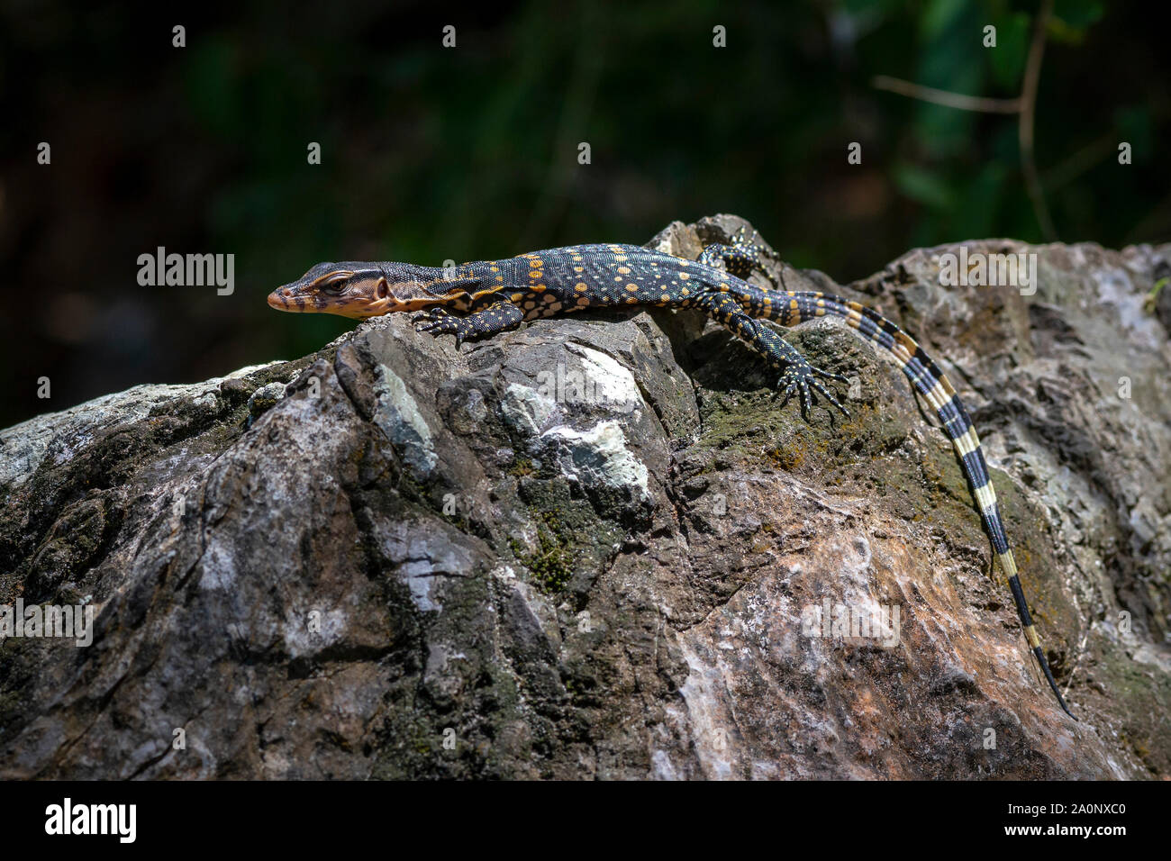 Asian water monitor (Varanus salvator Stock Photo - Alamy