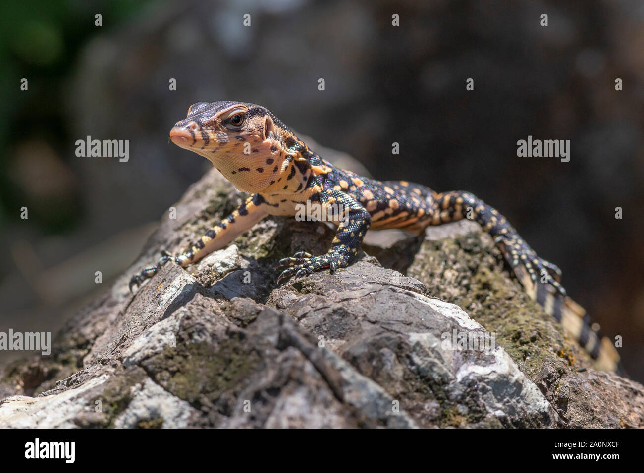 Asian water monitor (Varanus salvator Stock Photo - Alamy